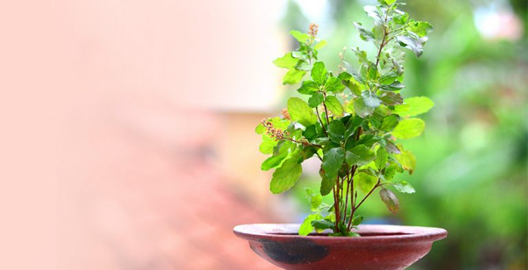 Tulsi - Vastu Shastra Tips to plant Tulsi in your home - Vastu Tips